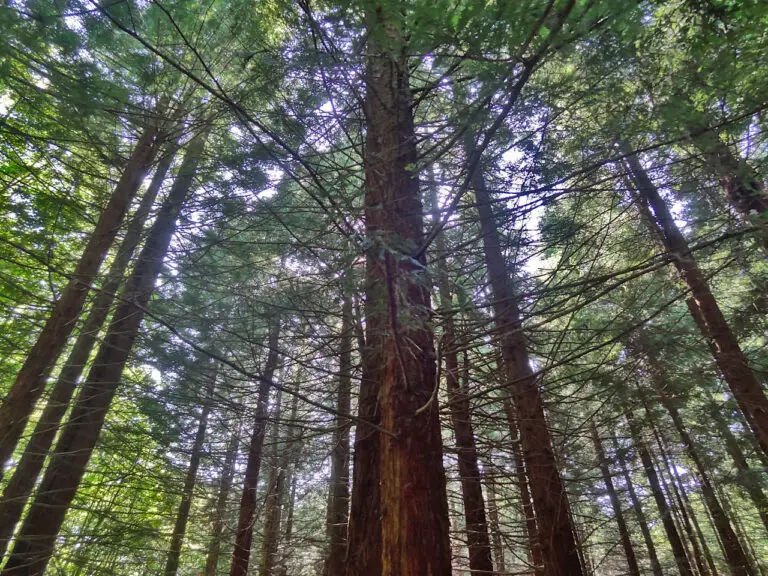Que visiter, que faire à Lyons-la-Forêt et ses environs - La souris ...